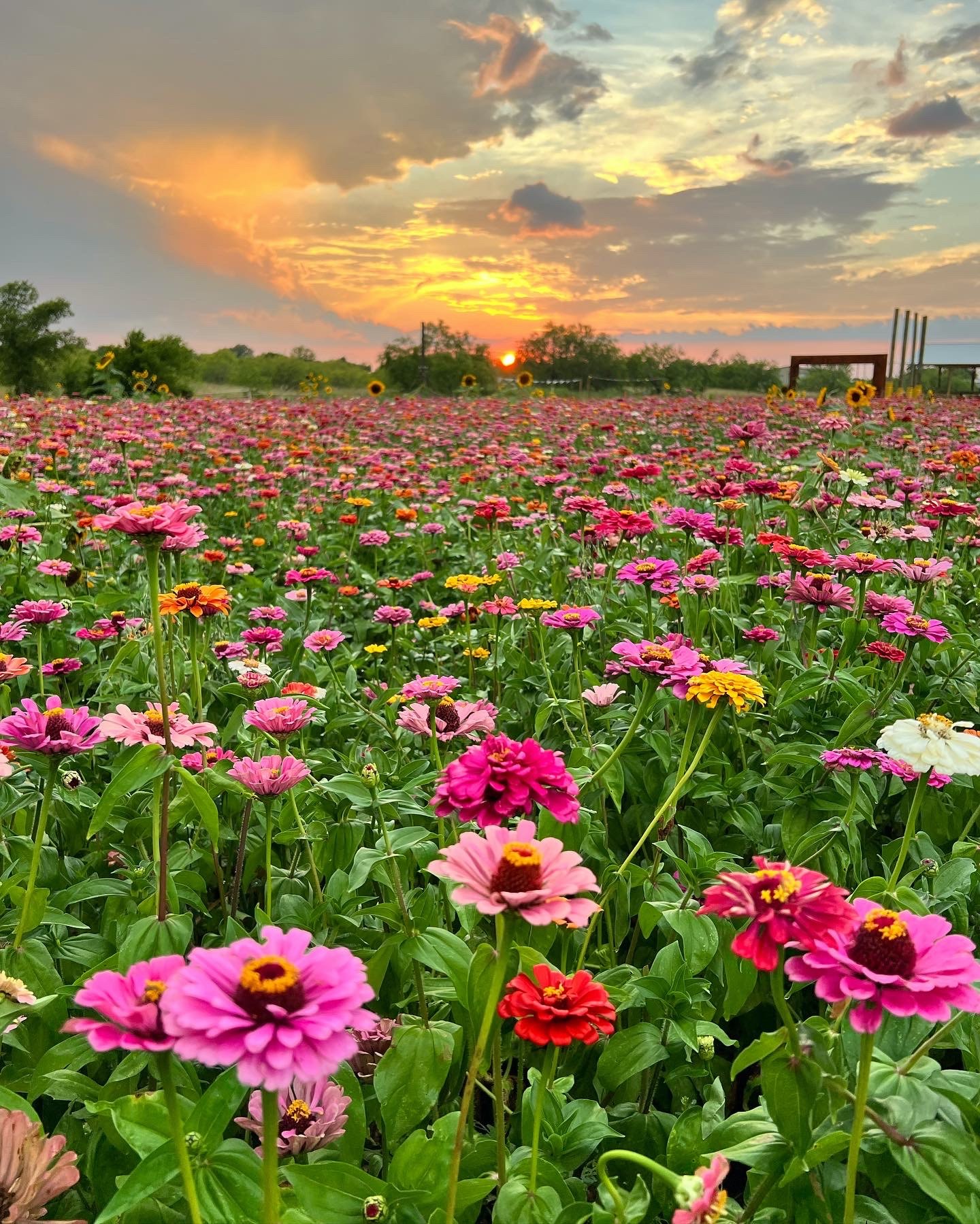 Flower Field Photo Ops - Western Belle Farm