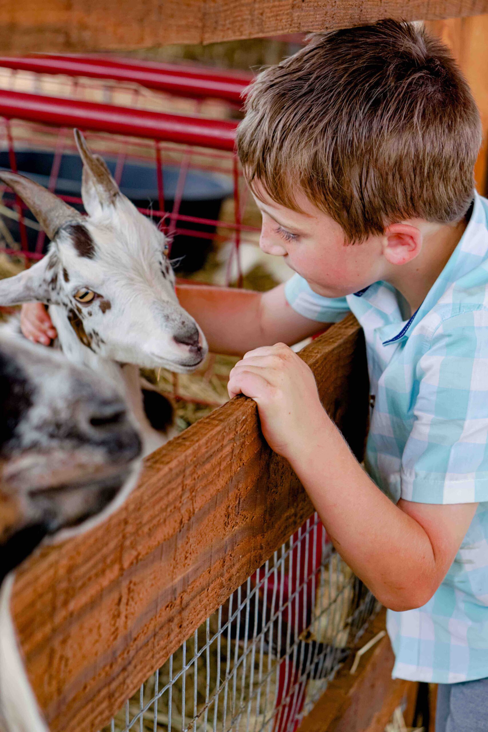 Farm Animals - Western Belle Farm