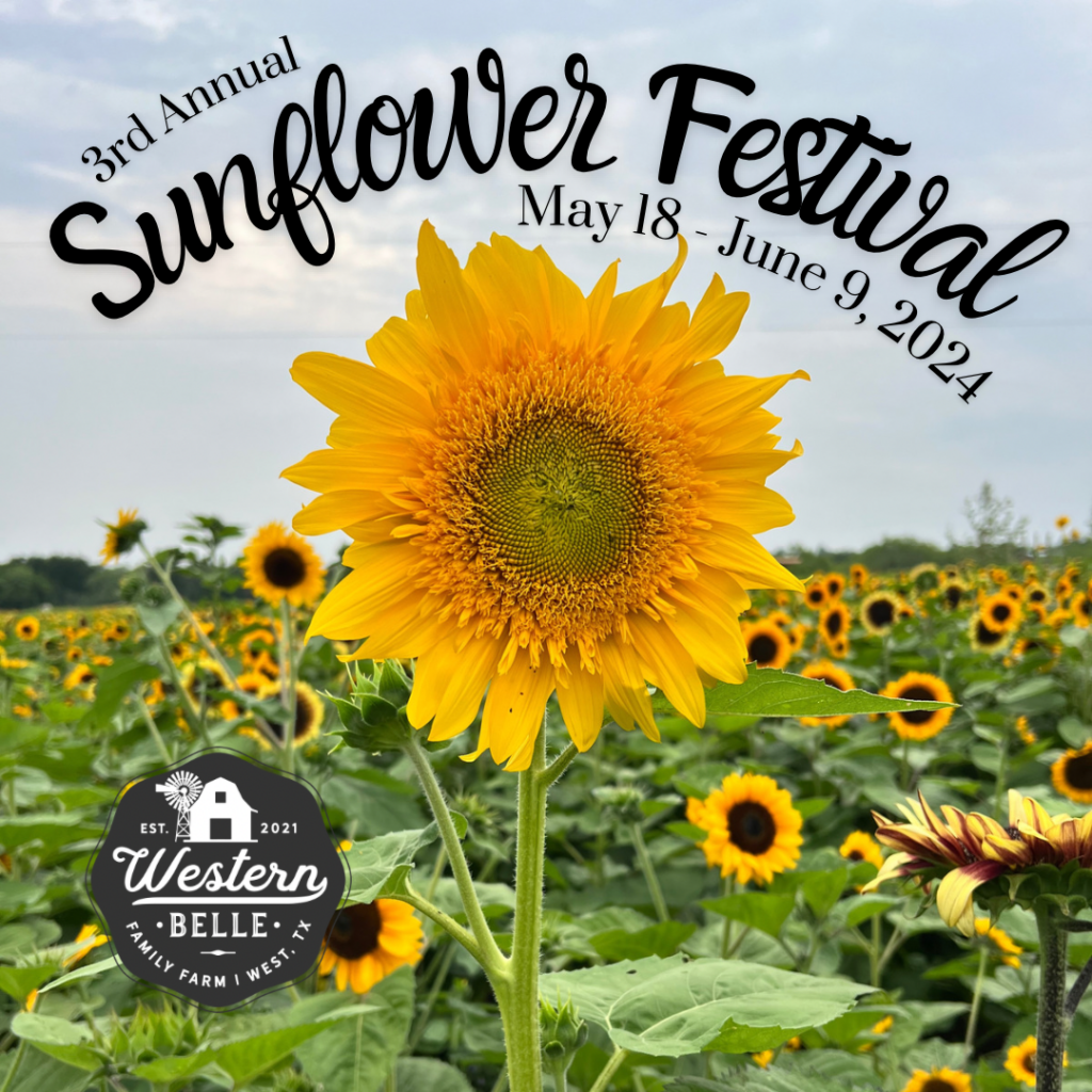 Sunflower Festival 2024 - Western Belle Farm